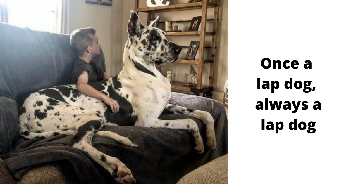 50 Dogs Who Are Giants But Full Of Cuddles