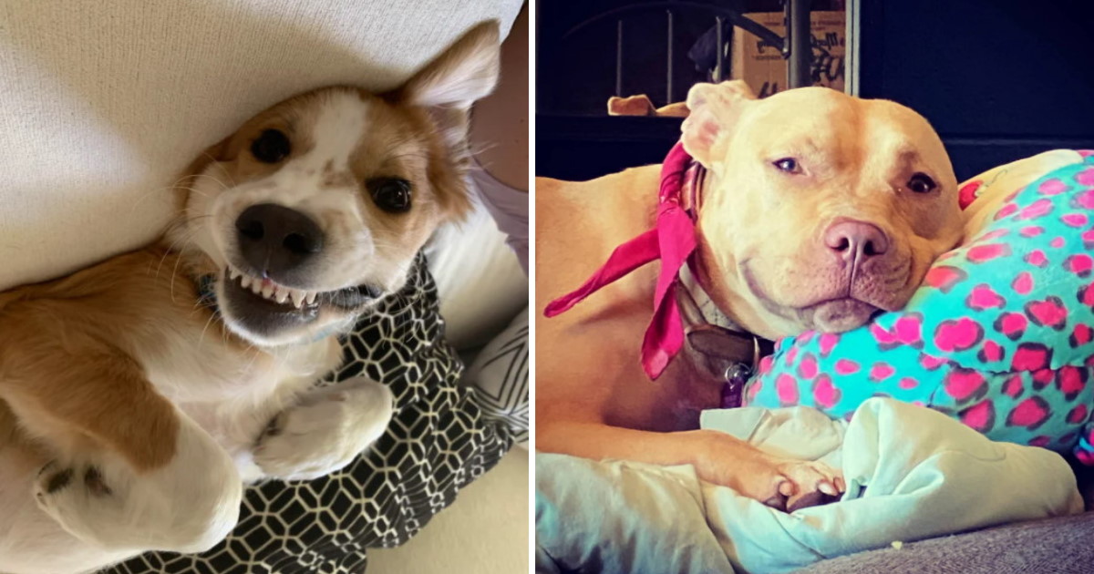 50 Grinning Dogs Sure To Put A Smile On Your Face
