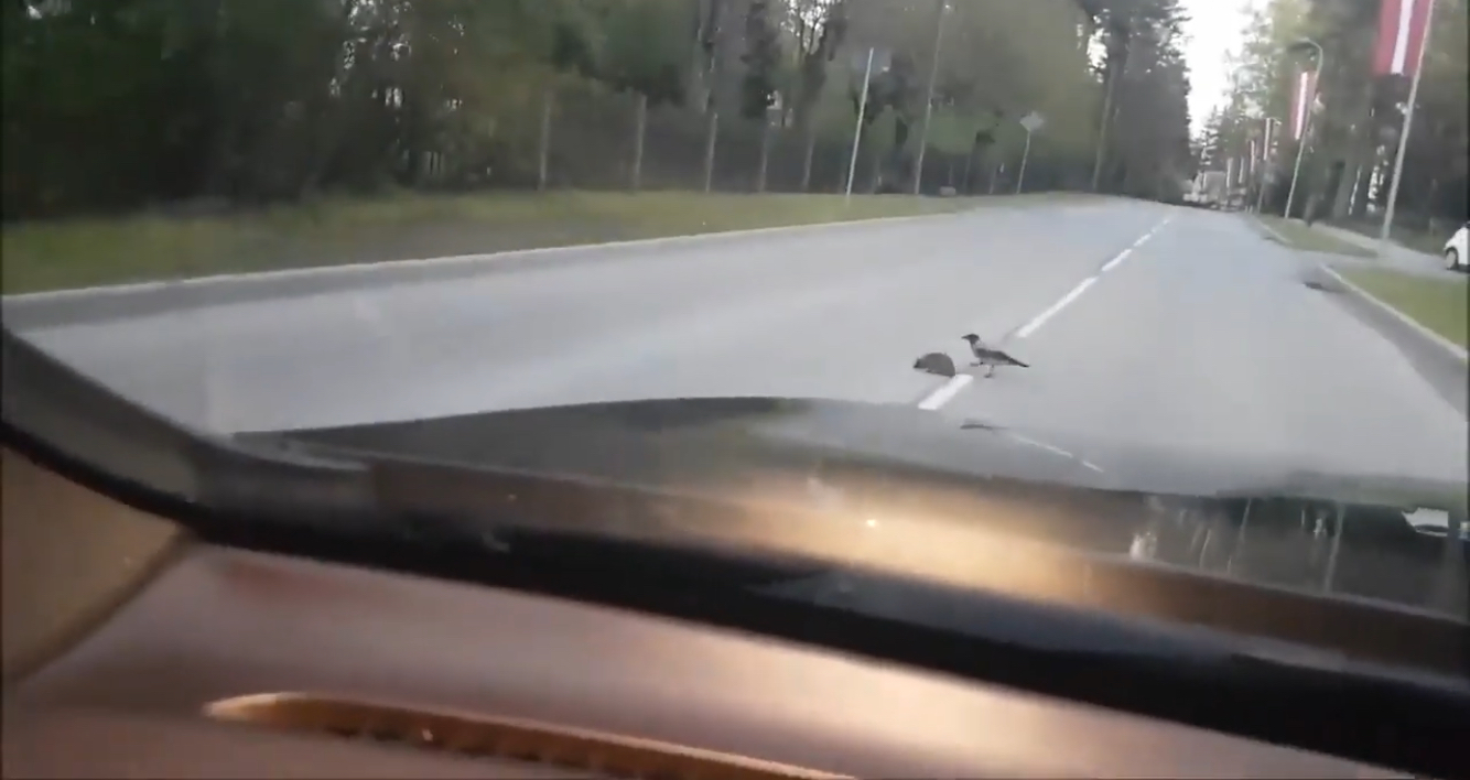 Crow swoops down to guide hedgehog to safety in oncoming traffic