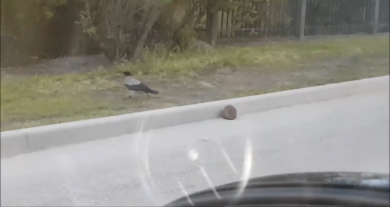 Crow swoops down to guide hedgehog to safety in oncoming traffic