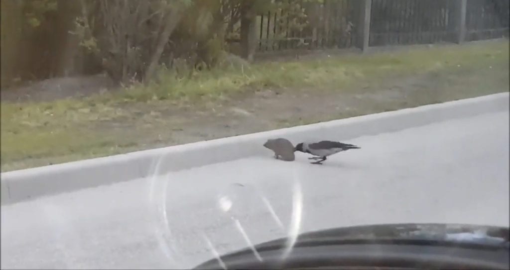 Crow swoops down to guide hedgehog to safety in oncoming traffic