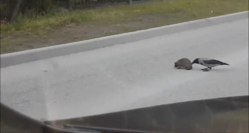 Crow swoops down to guide hedgehog to safety in oncoming traffic