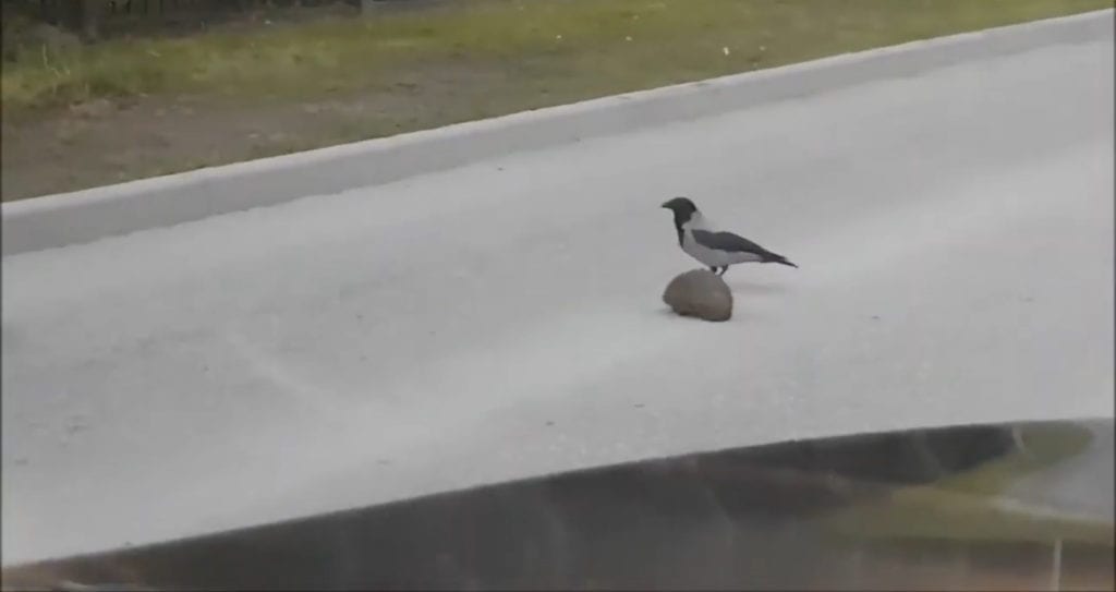 Crow swoops down to guide hedgehog to safety in oncoming traffic