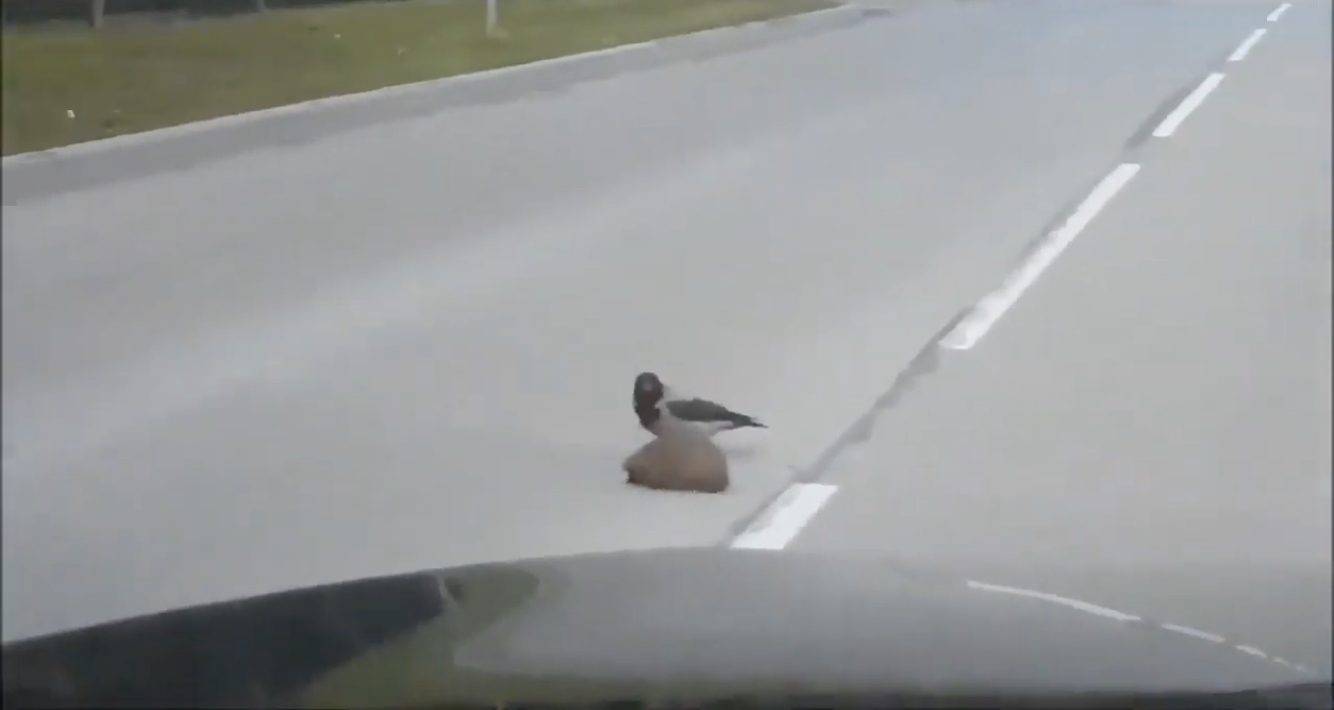 Crow swoops down to guide hedgehog to safety in oncoming traffic