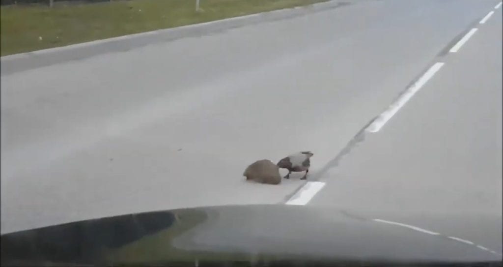 Crow swoops down to guide hedgehog to safety in oncoming traffic