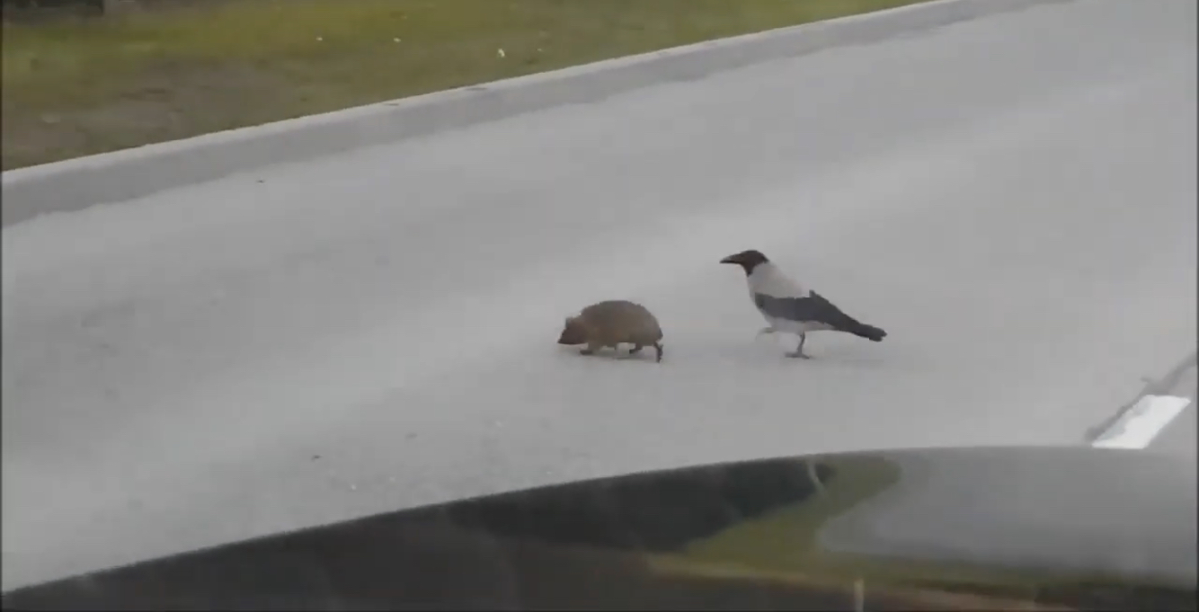 Crow swoops down to guide hedgehog to safety in oncoming traffic