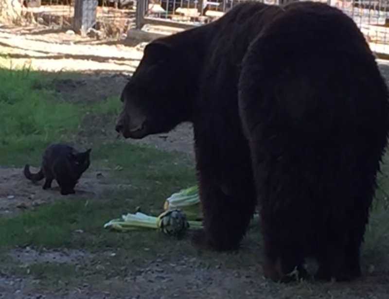 Visitors get nervous when cat walks into den with 550-pound bear