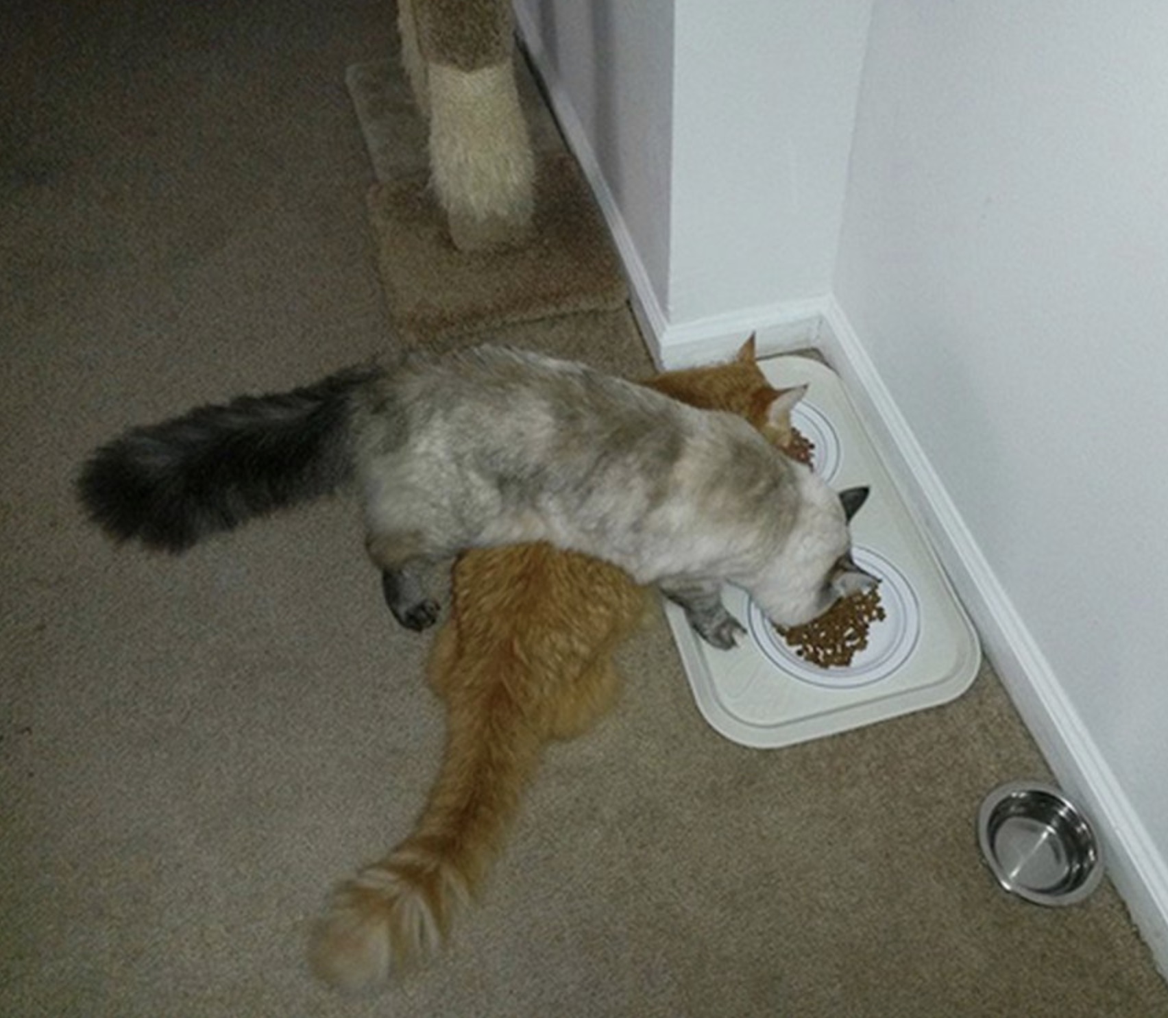 50 Hilarious Animals Living By Their Own Set Of Rules