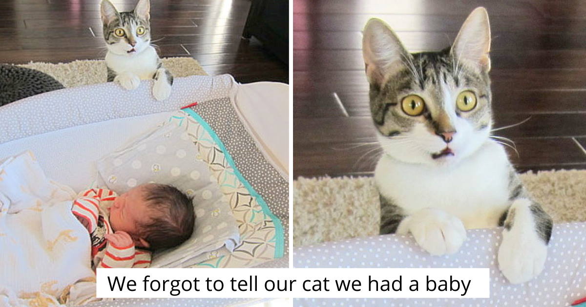70 Animals Making Us Laugh With Their First Time Experiences