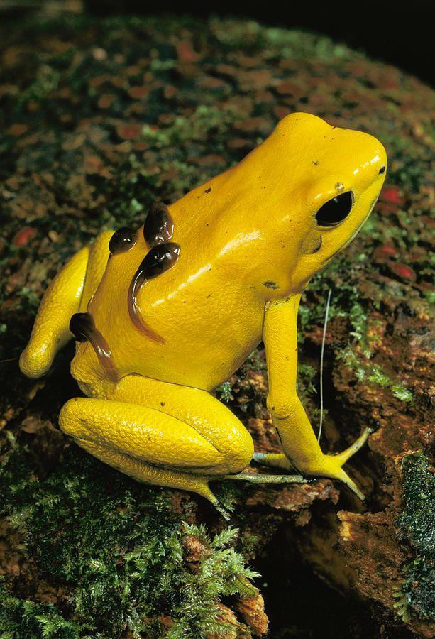 48 Unique And Rare Animals That Are Rarely Seen