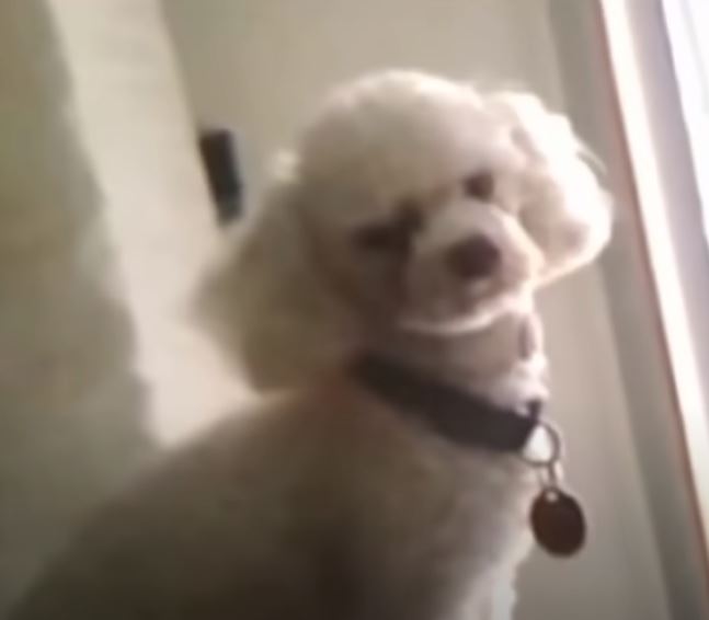 Judge Judy solves a case by letting a dog involved make the final decision