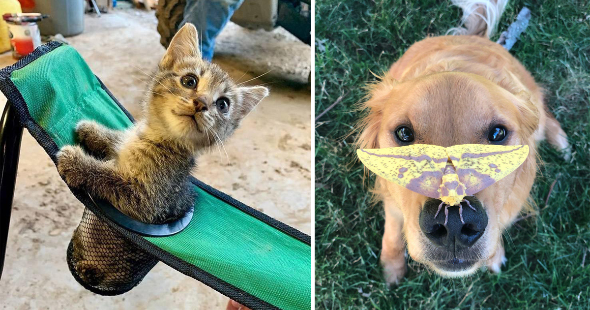 55 Photos of adorable animals that can warm the coldest day