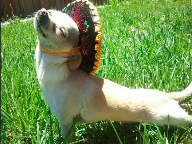 50+ cute animal photos that can brighten anyone's day in an instant