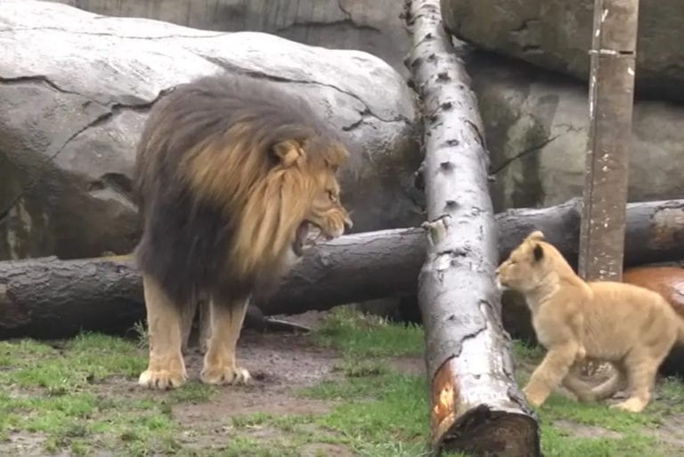 Baby lions meet father for the very first time – Video gains 23 million ...