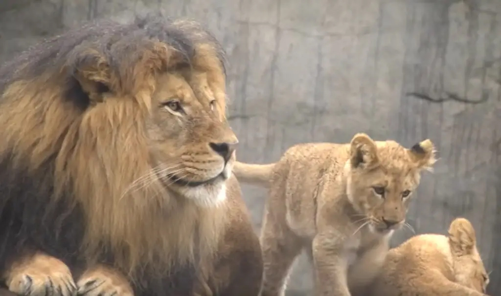 Baby lions meet father for the very first time – Video gains 23 million ...