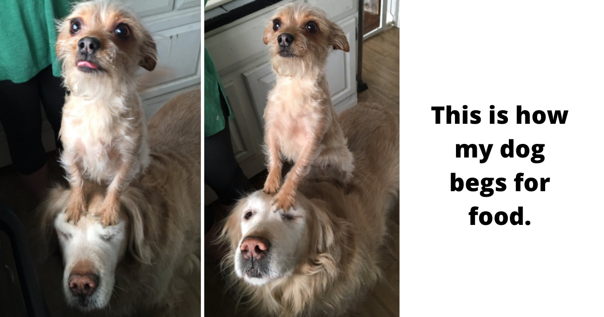 38 Pets Who’ve Developed Their Own Set Of Rules To Live By