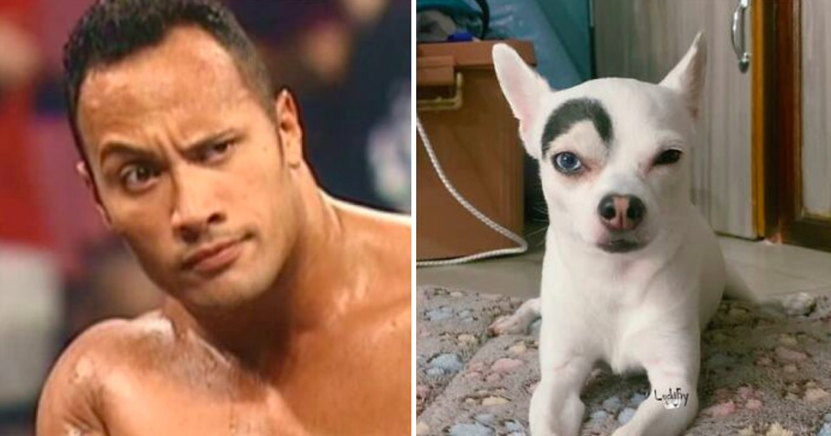 70+ people and their spitting-image DOGGelgängers