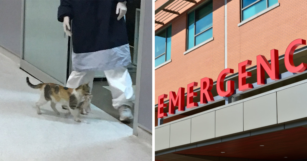 Clever mama cat races baby kitten into hospital for emergency assistance