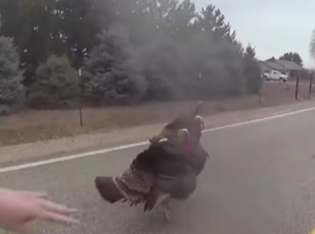 Sheriff Has Hilarious Encounter With Angry Turkeys