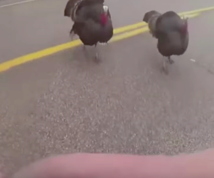 Sheriff Has Hilarious Encounter With Angry Turkeys