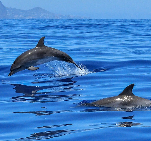 Footage Captures Ocean Phenomenon Of Dolphin’s “Mud Rings”