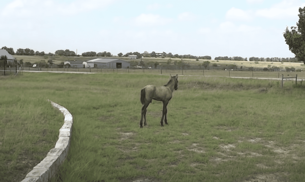 Mommy Horse Gently Teaches Her Baby How To Jump