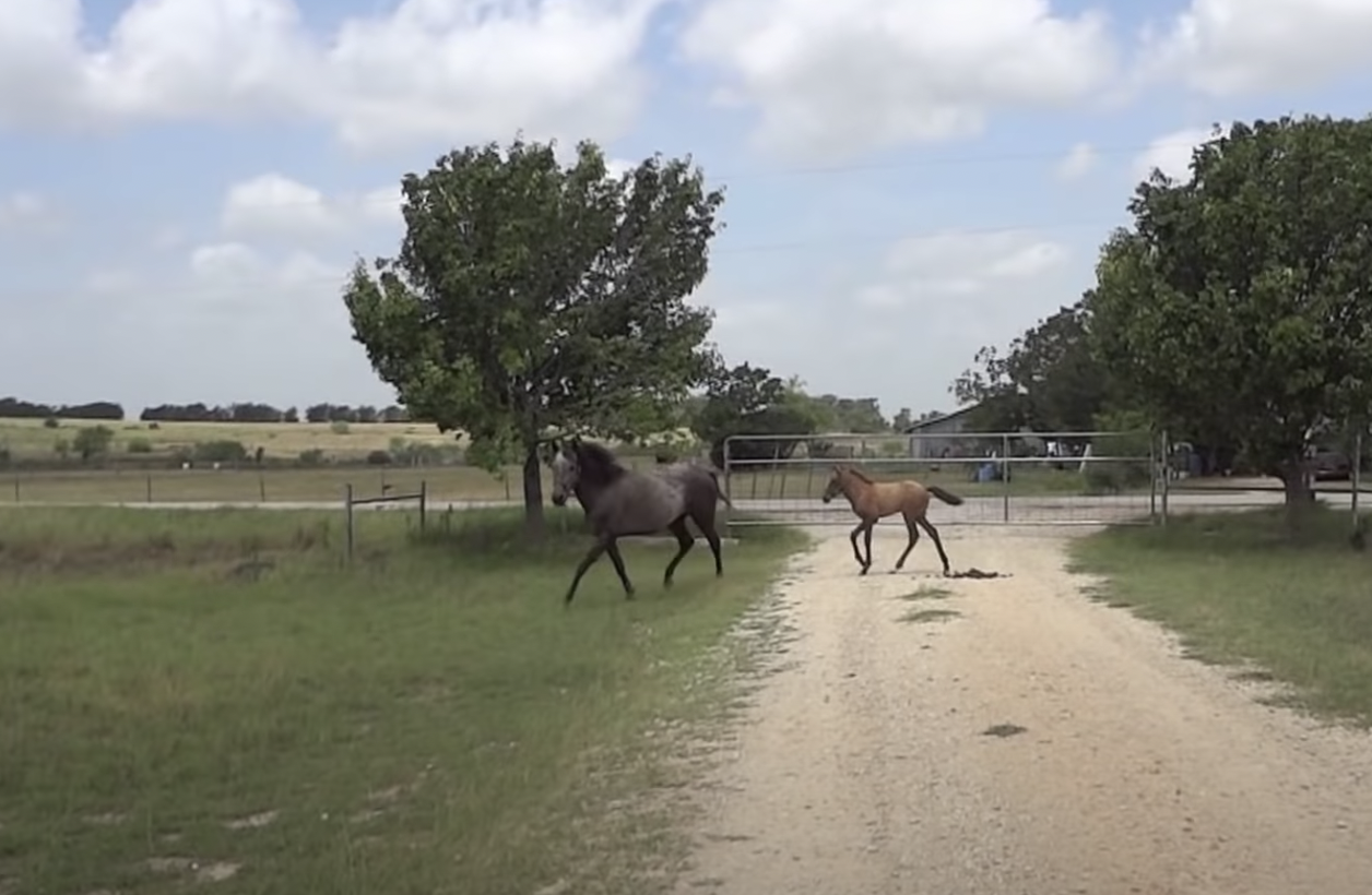 Mommy Horse Gently Teaches Her Baby How To Jump