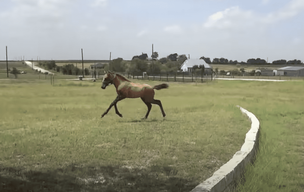 Mommy Horse Gently Teaches Her Baby How To Jump