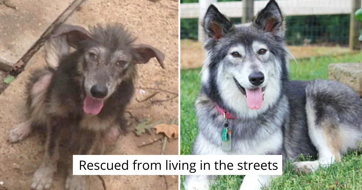 73 Rescued Animals That Will Melt Your Heart In A Puddle