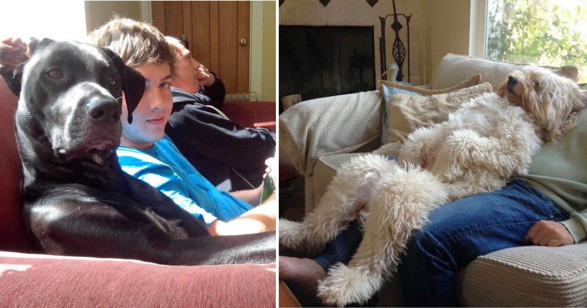 Do Dogs Act Like Humans