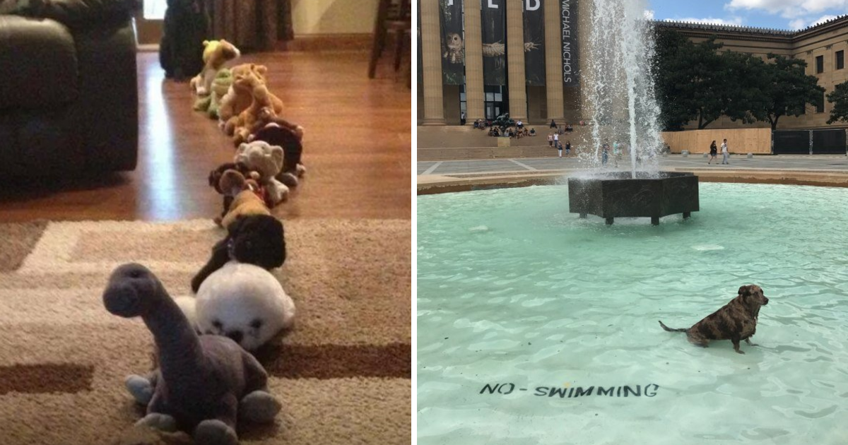 40 funny dog photos that make it impossible not to crack a smile