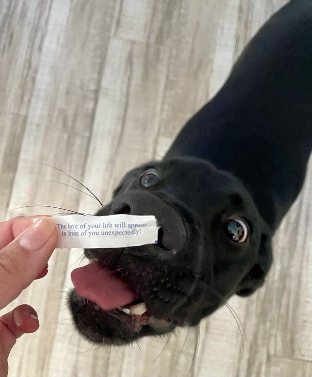 40 funny dog photos that make it impossible not to crack a smile