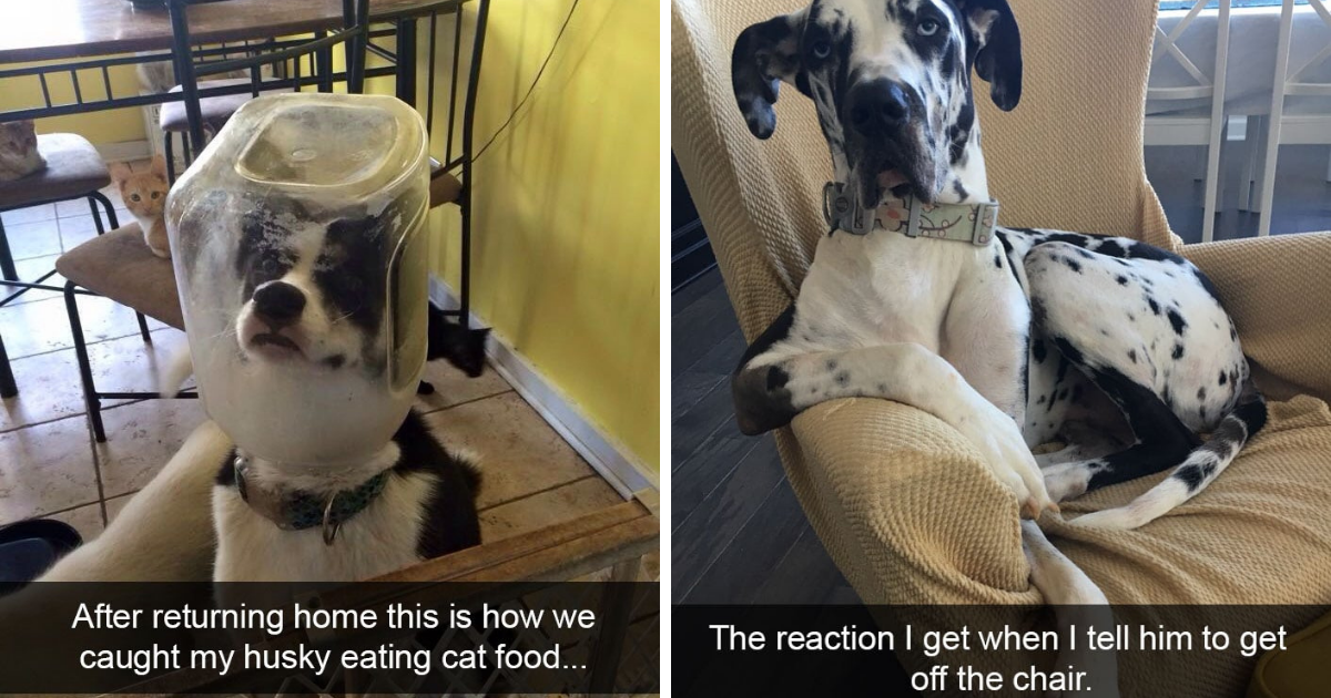 40 funny dog photos that make it impossible not to crack a smile