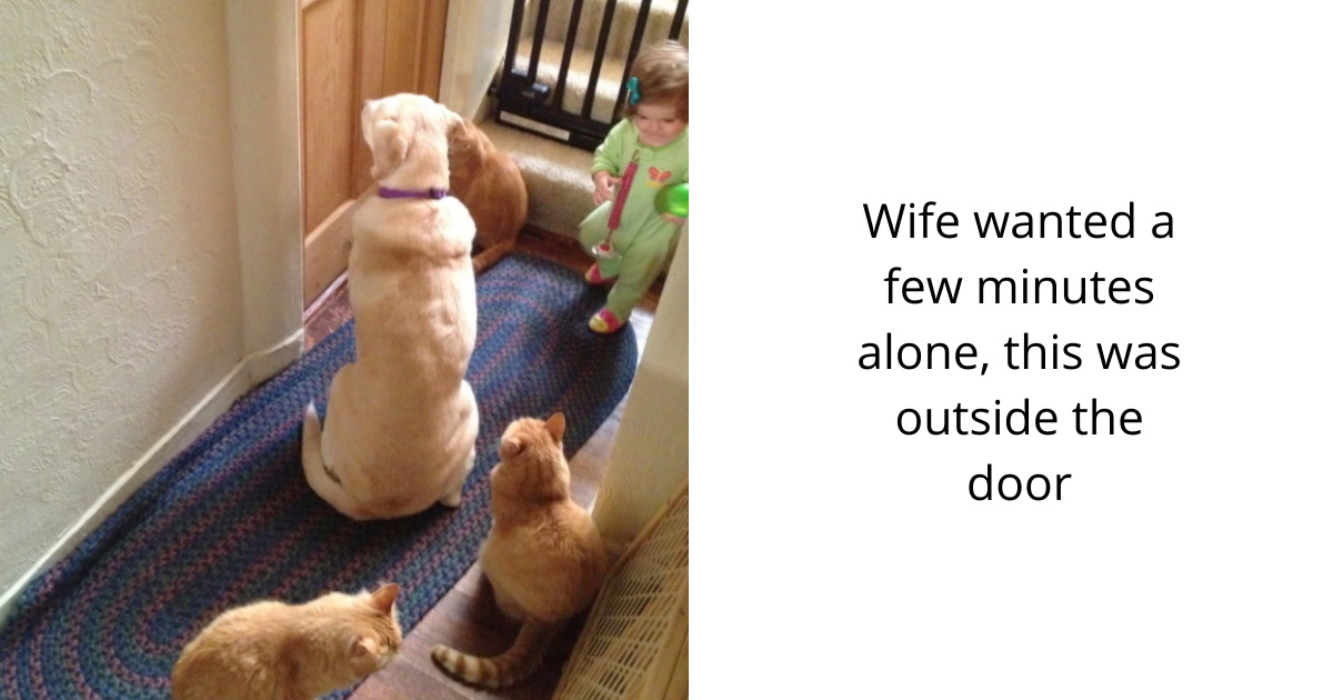 40+ People Show The Hilarious Reality Of Living With Multiple Pets