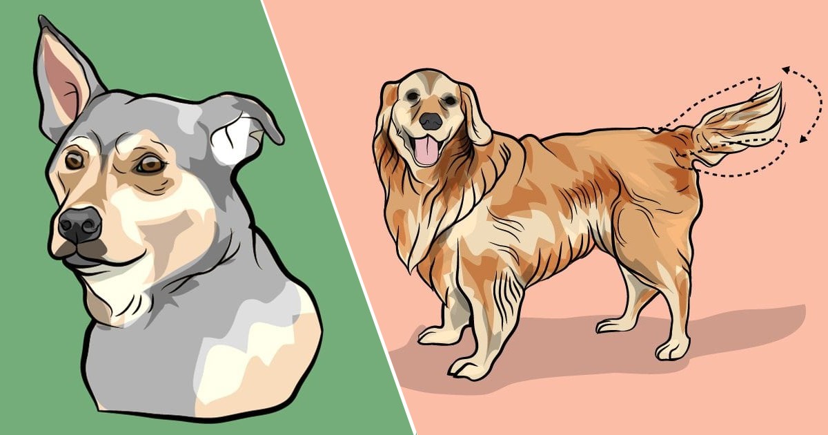 48 key signals your dog is sending and how to read them
