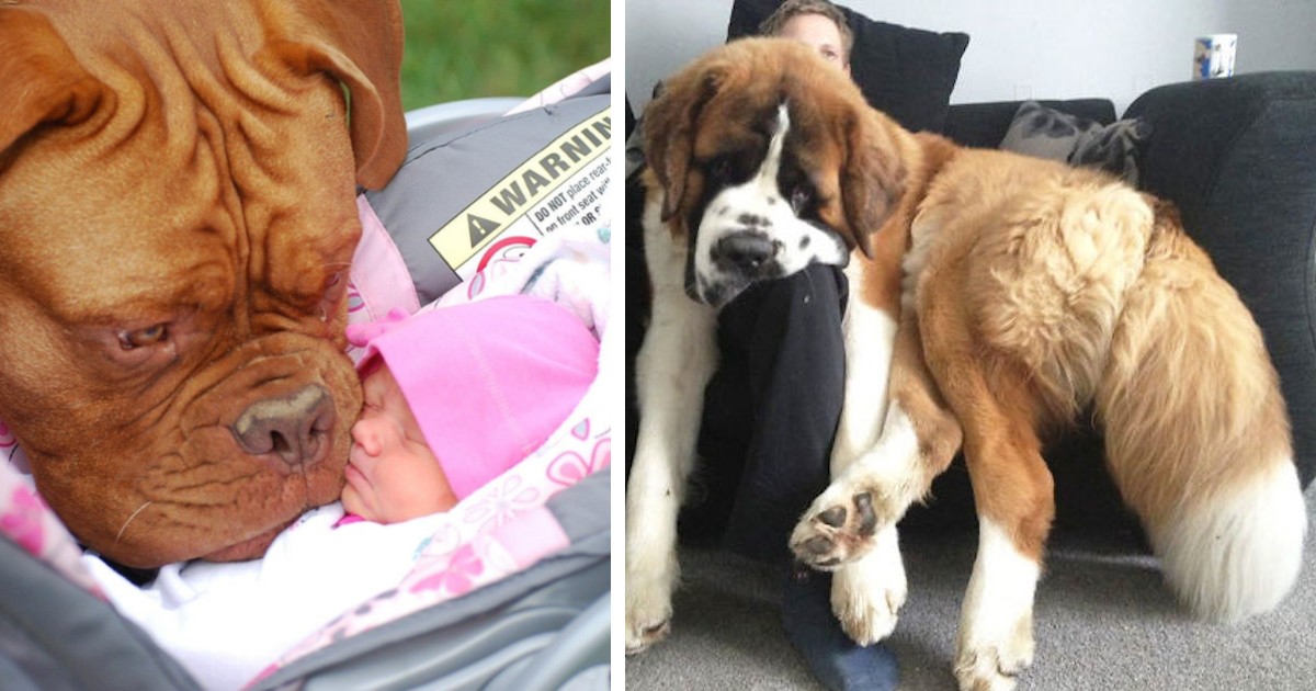 50 gigantic dogs who have no clue how big they really are