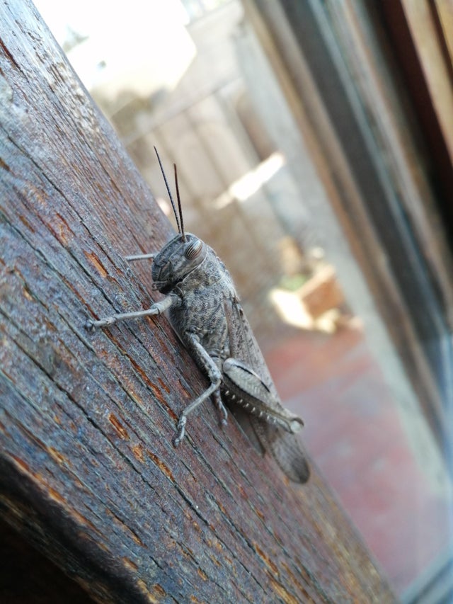 49 Remarkable animals that stand out among their own species