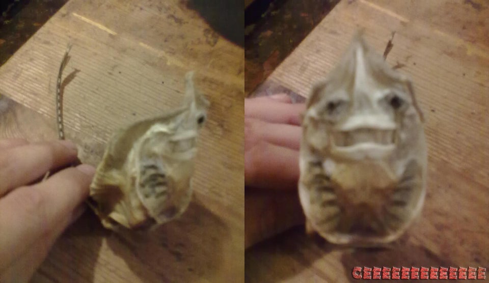 49 Remarkable animals that stand out among their own species