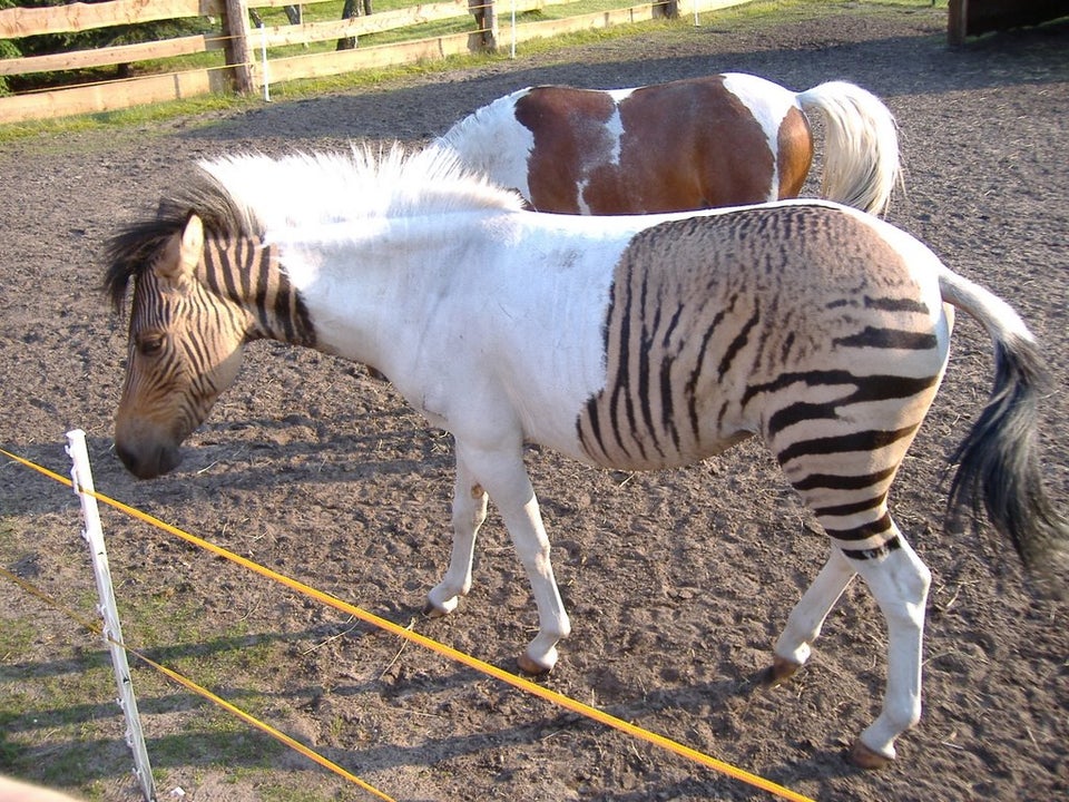 49 Remarkable animals that stand out among their own species