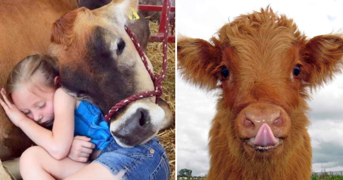 60 Cows Proving They Are Just As Adorable As Big Puppies