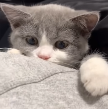 Little kitten loves watching Tom and Jerry Cartoon