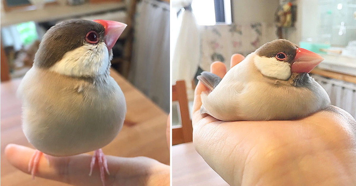 65 Animals So Relaxed It Seems As If They Melted