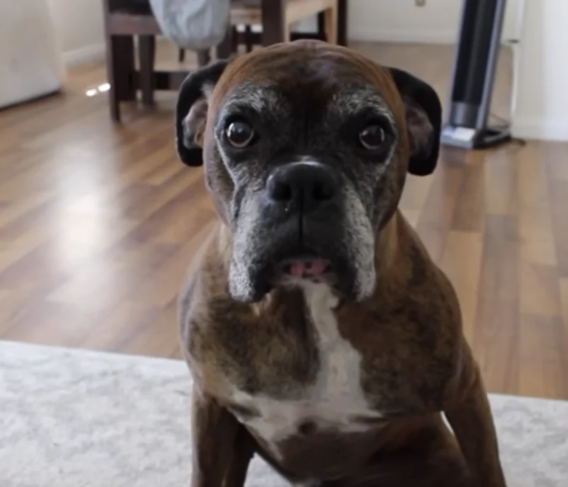 Sweet Boxer Looks Guilty After Owners Discover Naughty Behavior