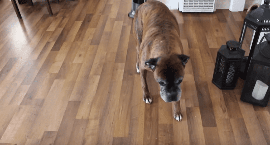 Sweet Boxer Looks Guilty After Owners Discover Naughty Behavior