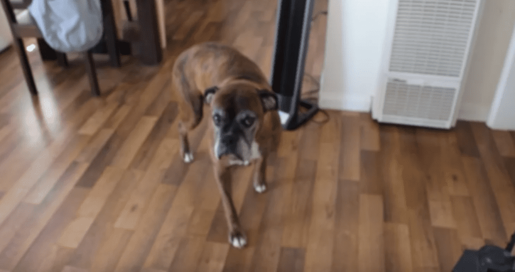 Sweet Boxer Looks Guilty After Owners Discover Naughty Behavior