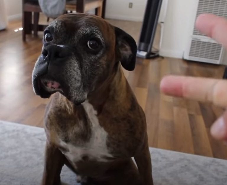 Sweet Boxer Looks Guilty After Owners Discover Naughty Behavior