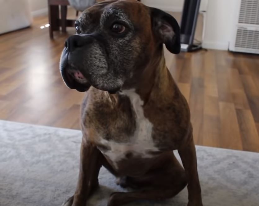 Sweet Boxer Looks Guilty After Owners Discover Naughty Behavior