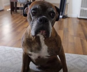 Sweet Boxer Looks Guilty After Owners Discover Naughty Behavior