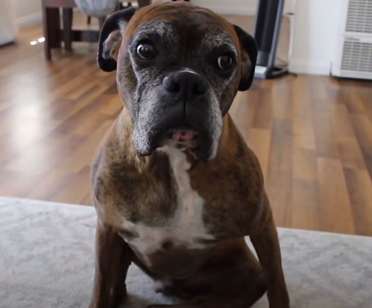 Sweet Boxer Looks Guilty After Owners Discover Naughty Behavior