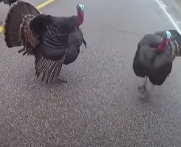 Sheriff Has Hilarious Encounter With Angry Turkeys